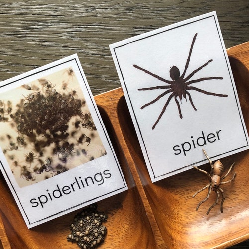 Spider Life Cycle Safari LTD Identification Cards - Etsy