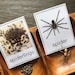 Spider Life Cycle - Safari LTD Identification Cards - Etsy