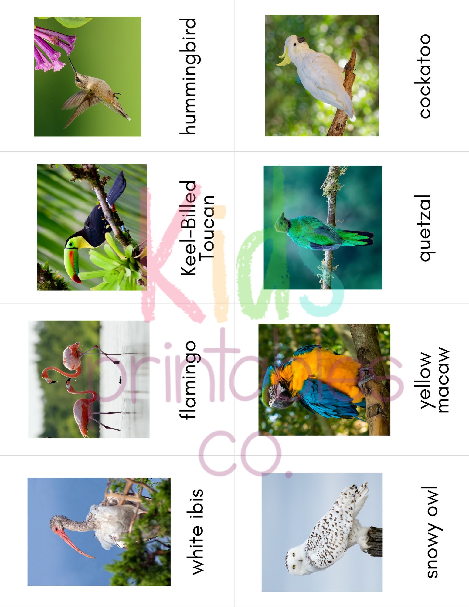 Exotic Birds Toob Safari LTD Identification Cards | Etsy