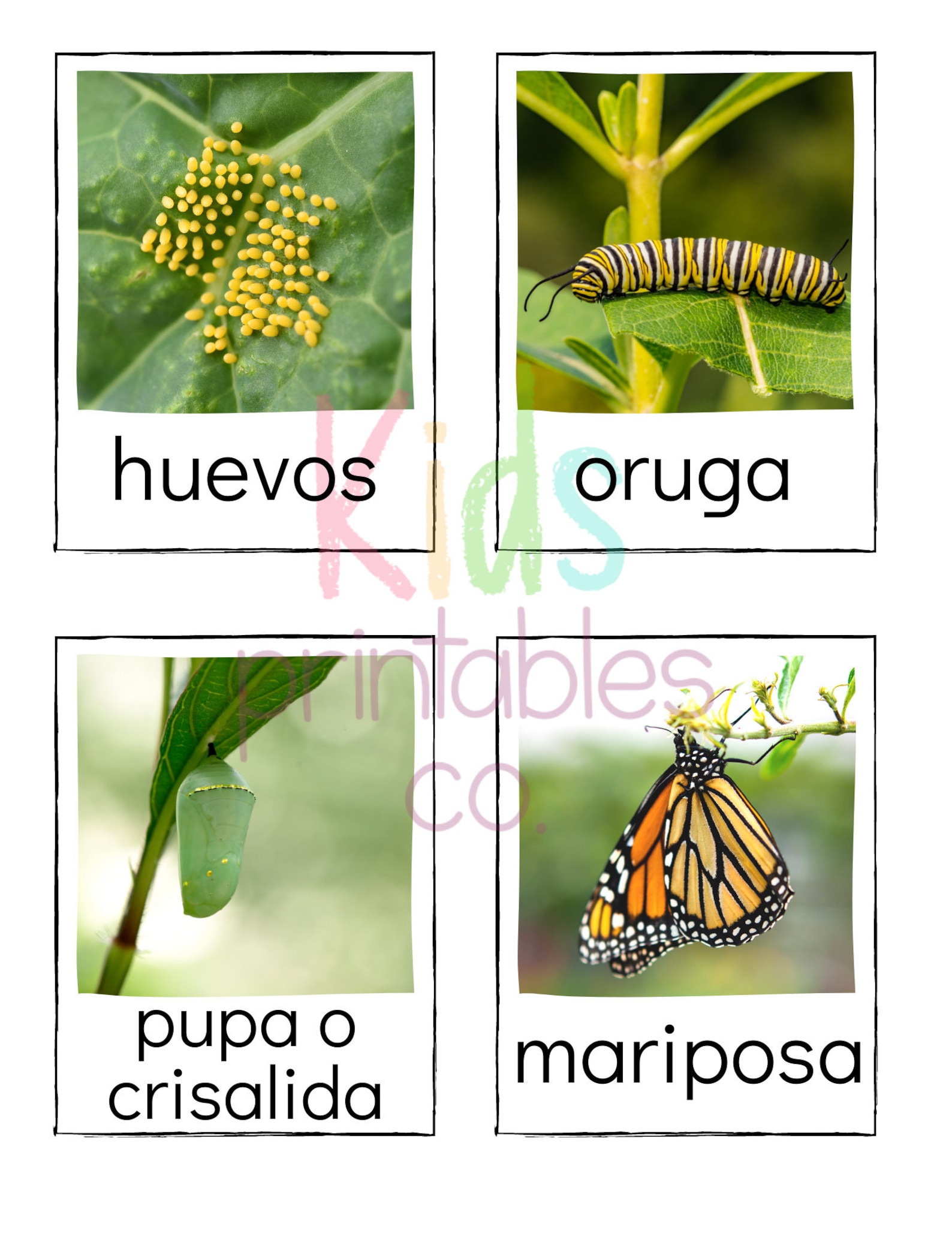 SPANISH Butterfly Life Cycle Safari LTD Identification Cards - Etsy