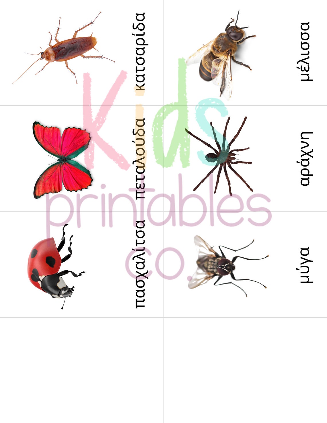 GREEK Insects Toob Safari LTD Identification Cards - Etsy
