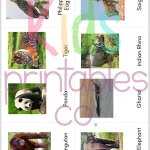 NEW!* Asian Animals Toob - Safari LTD Identification Cards - Etsy
