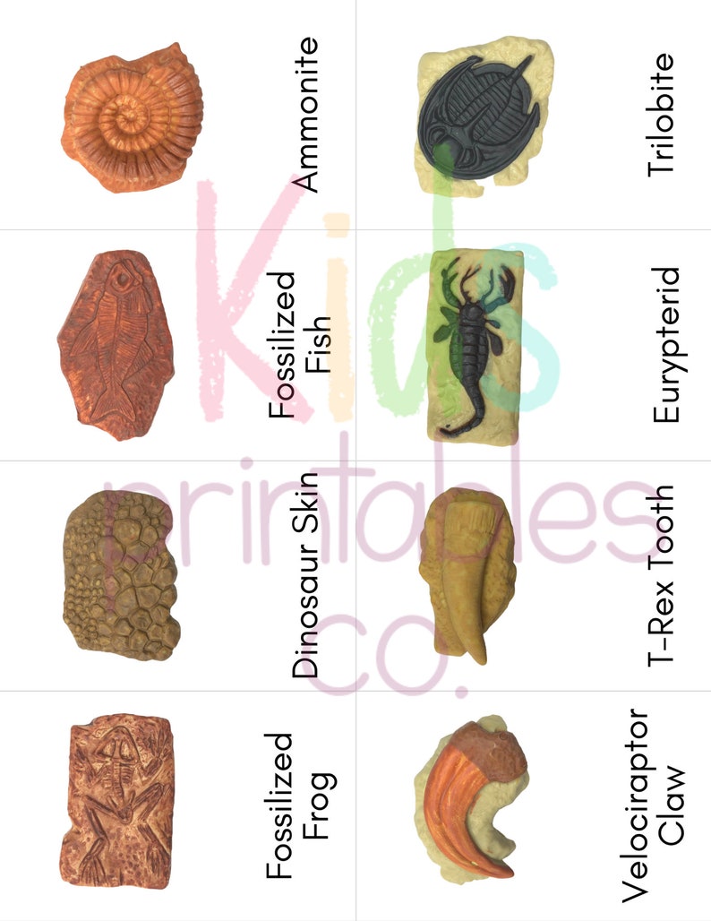 Ancient Fossils Toob Safari LTD Identification Cards | Etsy