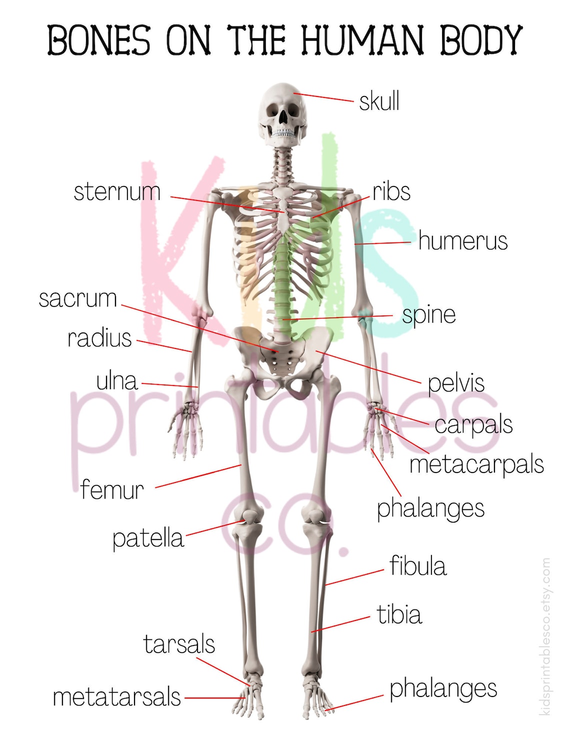 Human Bones Educational Poster - Etsy