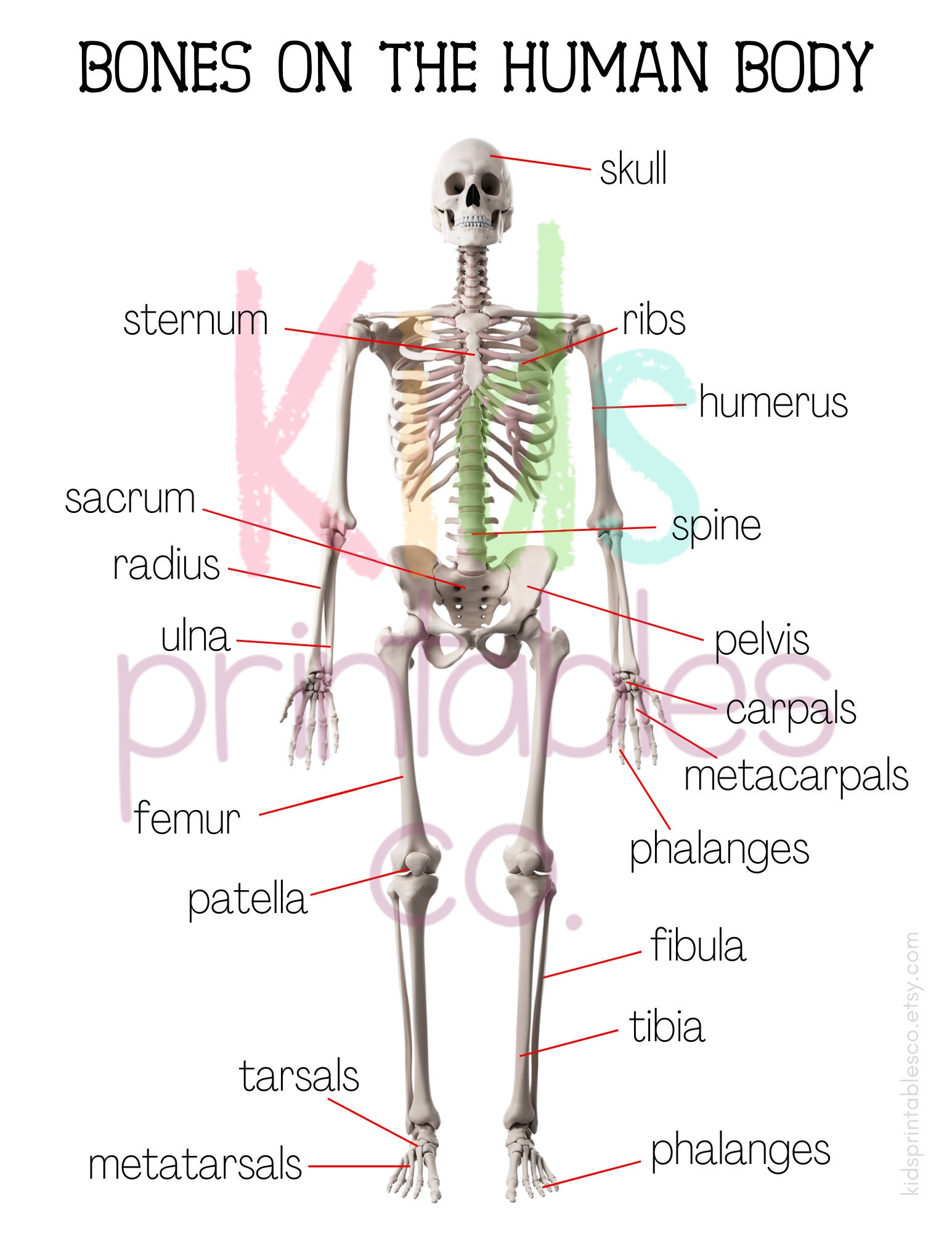 Bones Of The Body Diagram