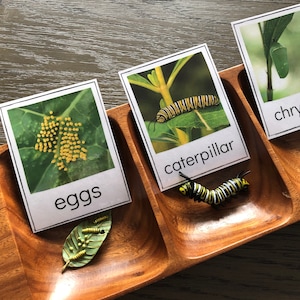 Monarch Butterfly Life Cycle - Safari LTD Identification Cards - Etsy