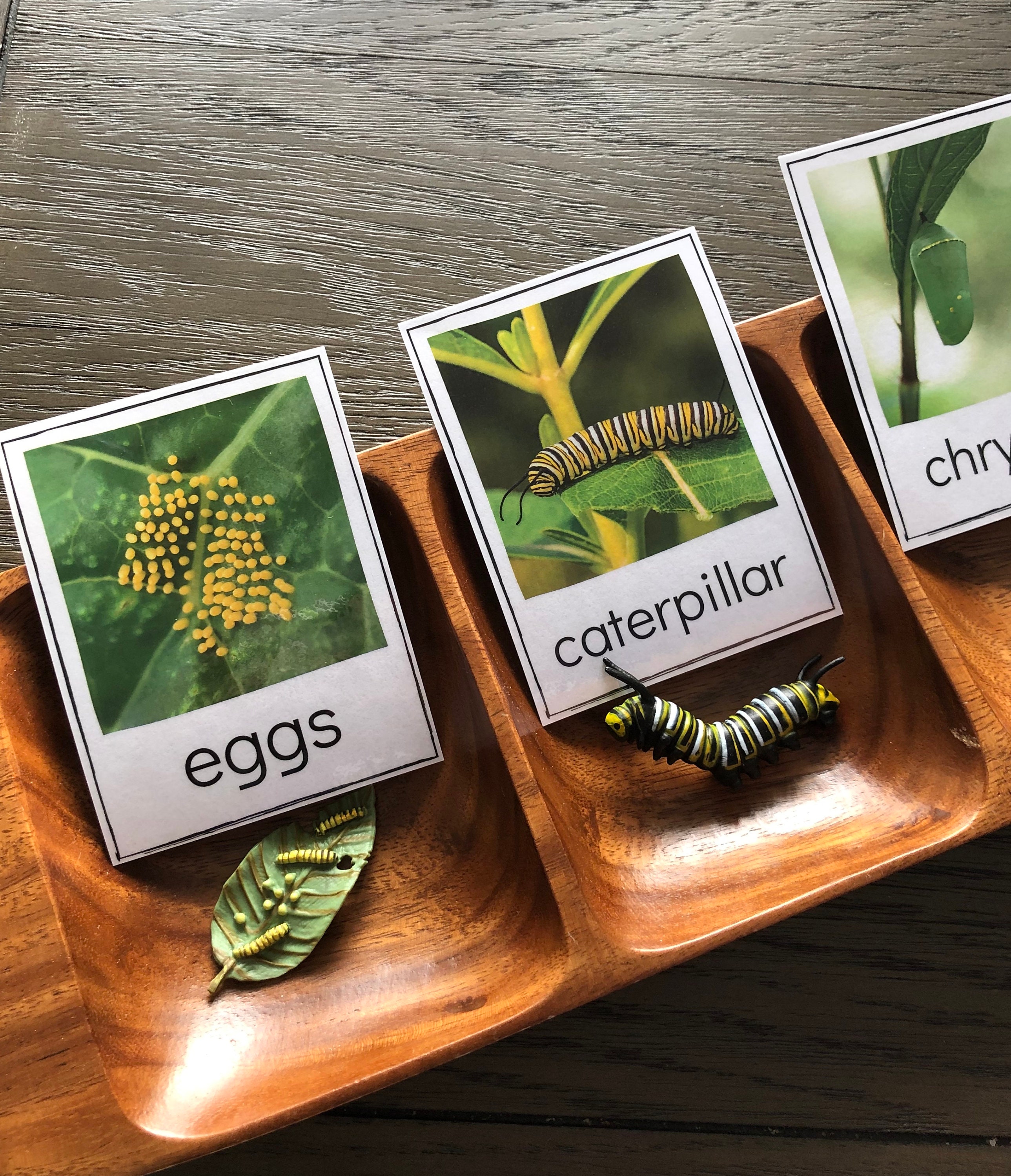 Monarch Butterfly Life Cycle Safari LTD Identification Cards - Etsy