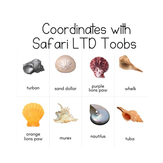 Seashell Identification For Kids