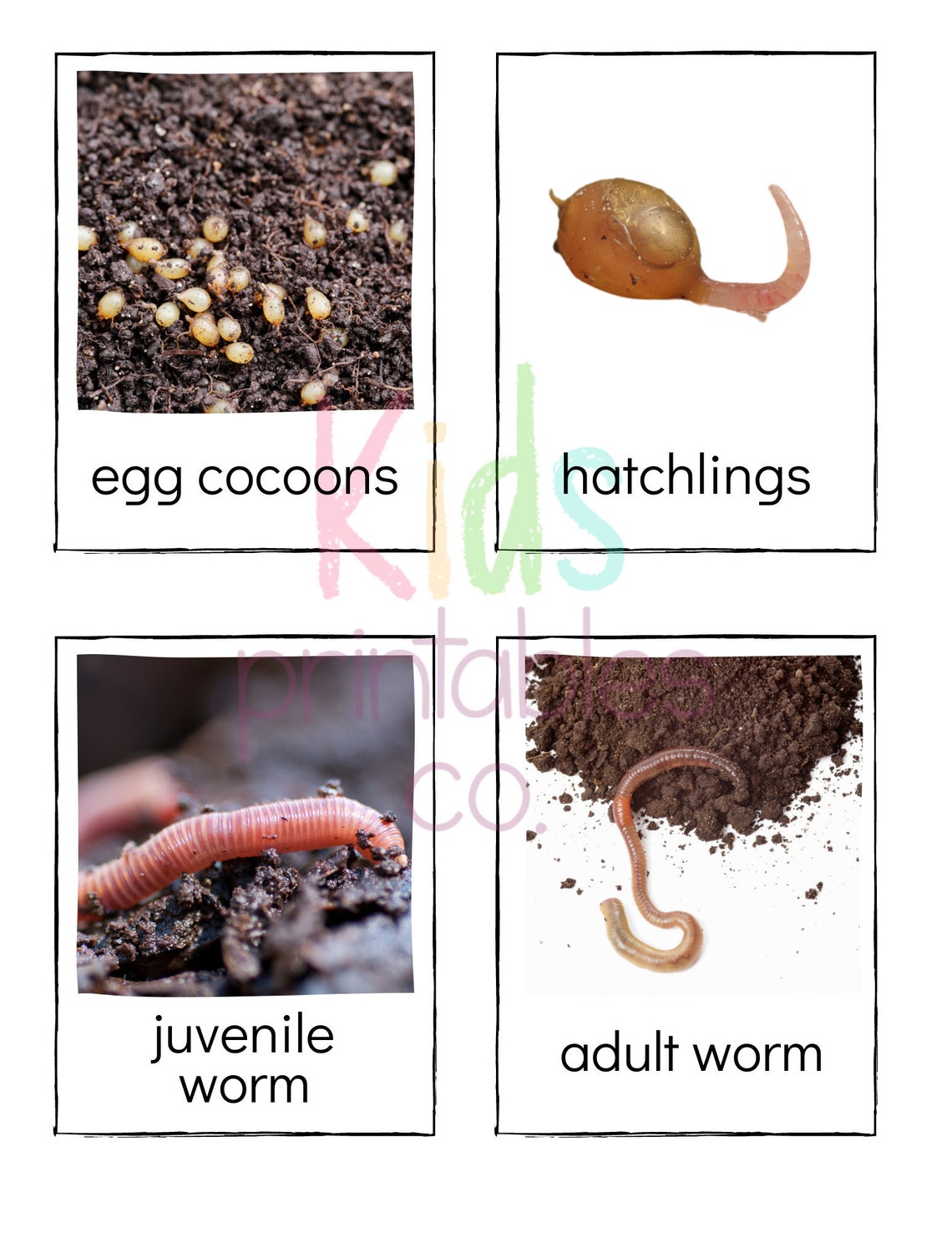 Earthworm Life Cycle Identification Cards | Etsy