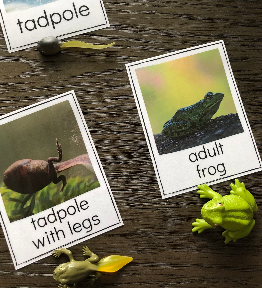 Frog Life Cycle - Safari LTD Identification Cards - Etsy