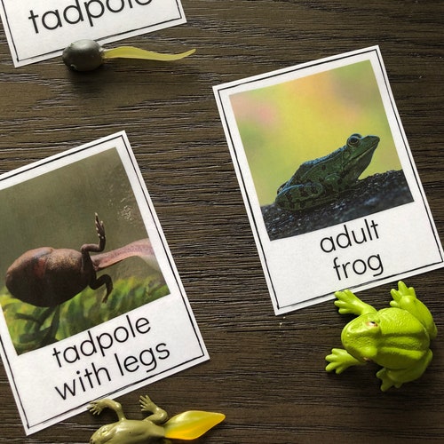 LIFE CYCLE of a FROG 8 Montessori Cards Flash Cards - Etsy