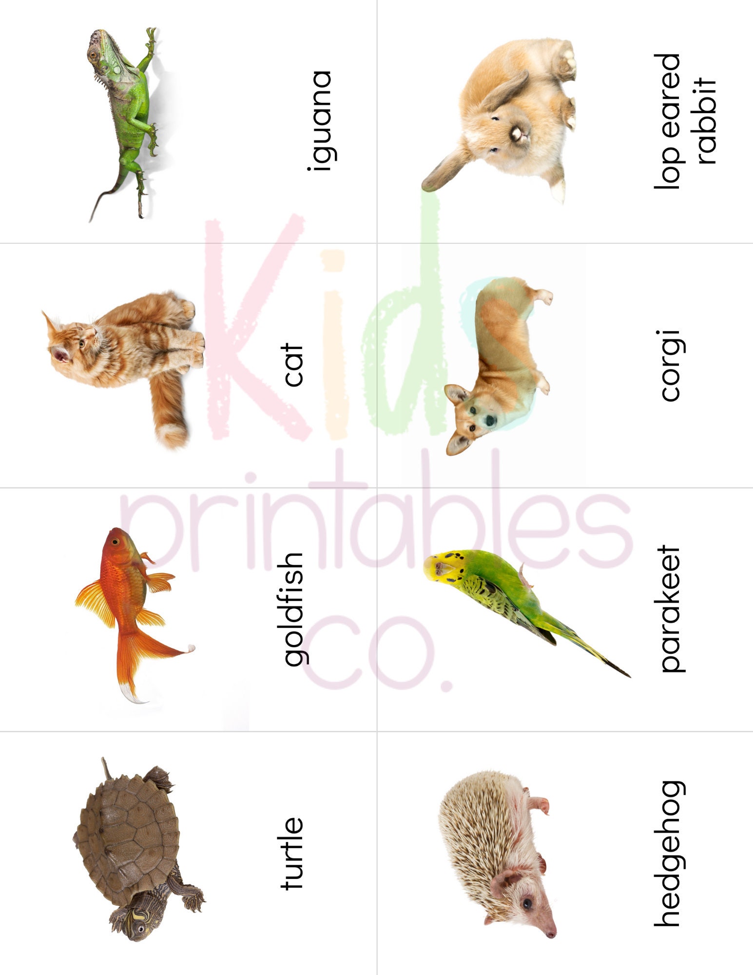 Pets Toob Safari LTD Identification Cards | Etsy