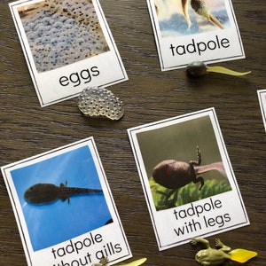 Frog Life Cycle - Safari LTD Identification Cards - Etsy