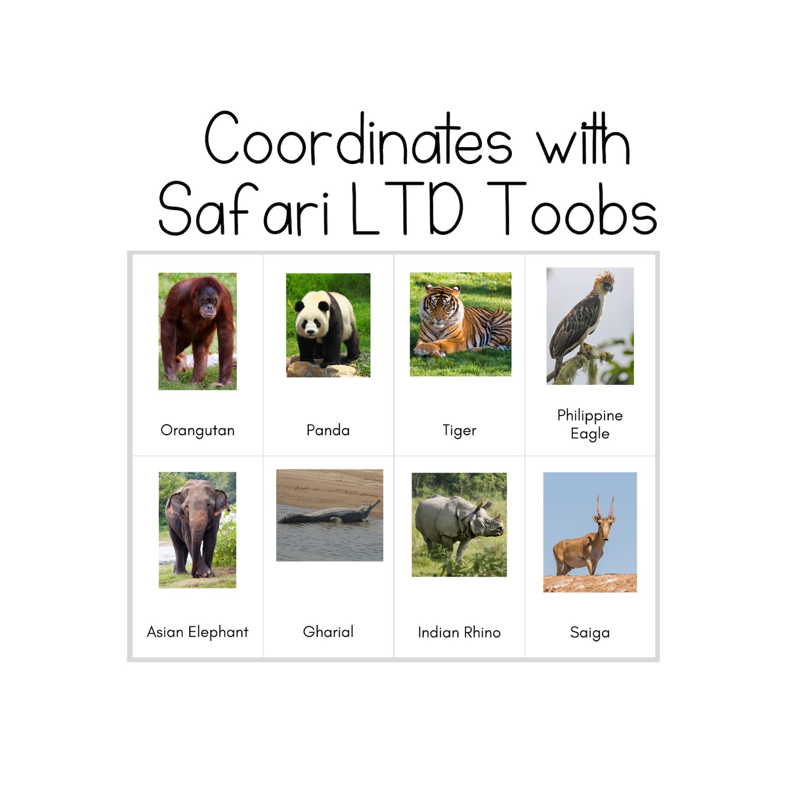 NEW!* Asian Animals Toob - Safari LTD Identification Cards - Etsy