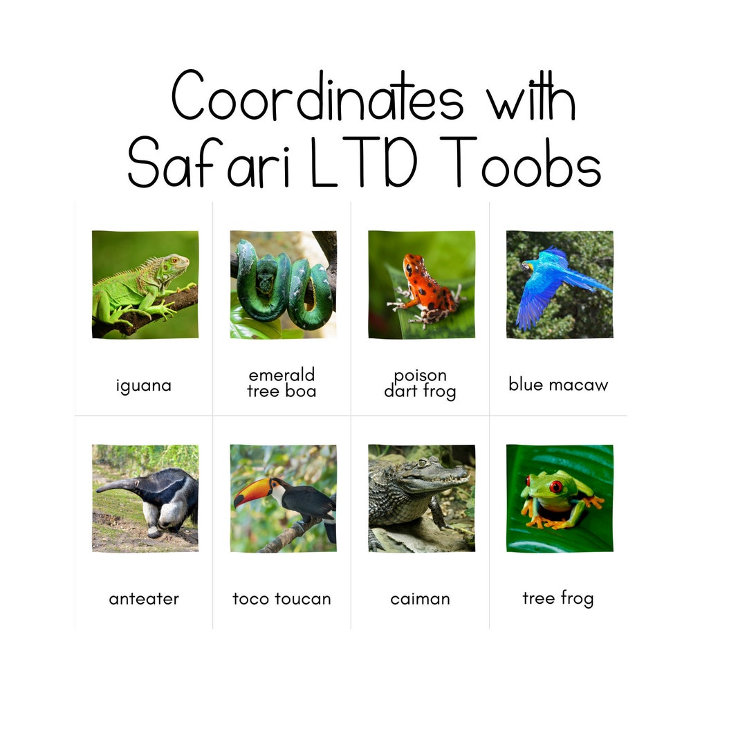 Rainforest Toob - Safari LTD Identification Cards - Etsy