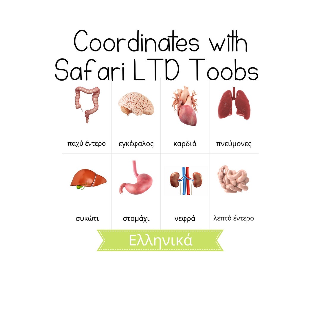 GREEK - Human Organs Toob - Safari LTD Identification Cards - Etsy