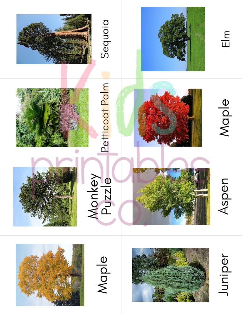 Trees Toob Safari LTD Identification Cards - Etsy