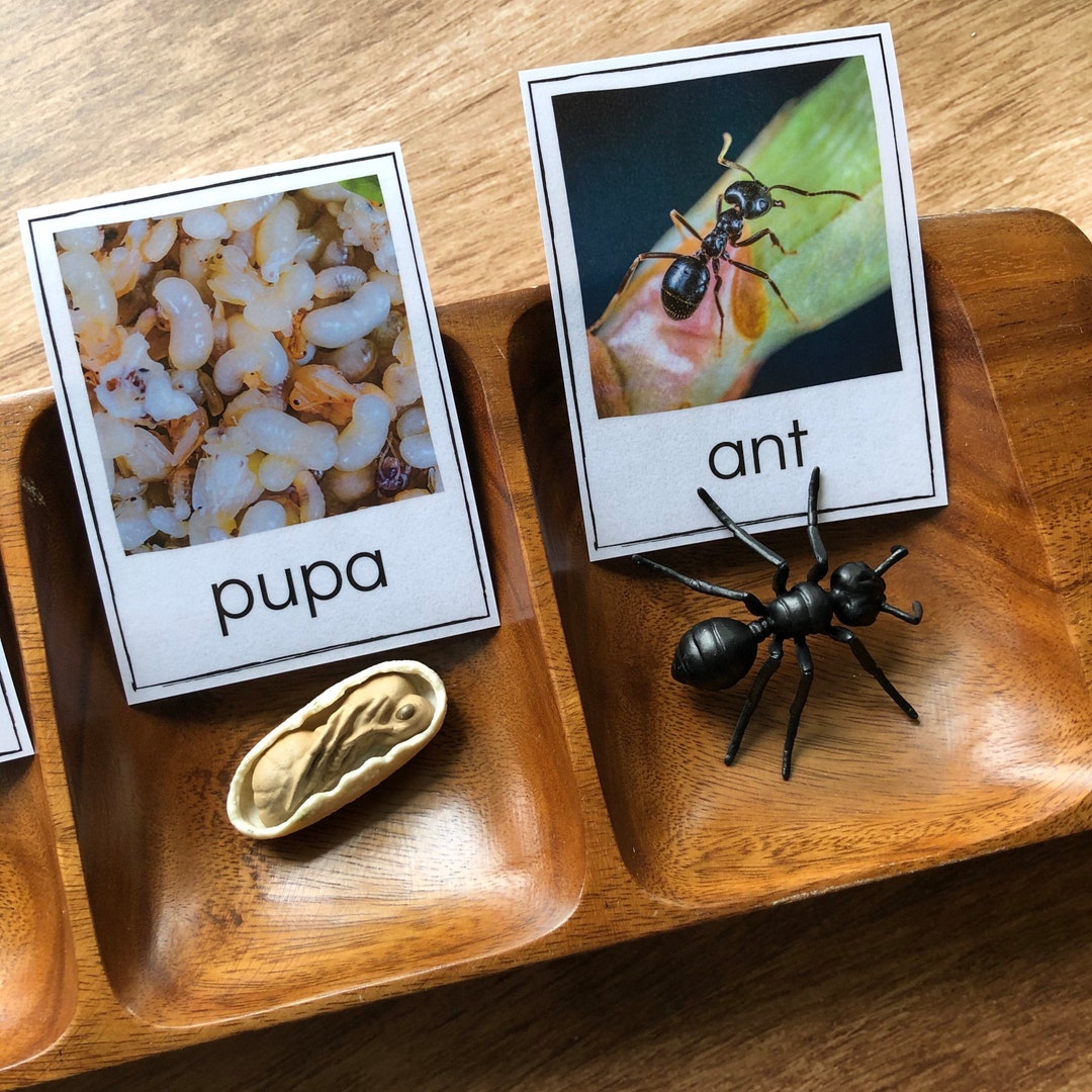 Ant Life Cycle - Safari LTD Identification Cards - Etsy