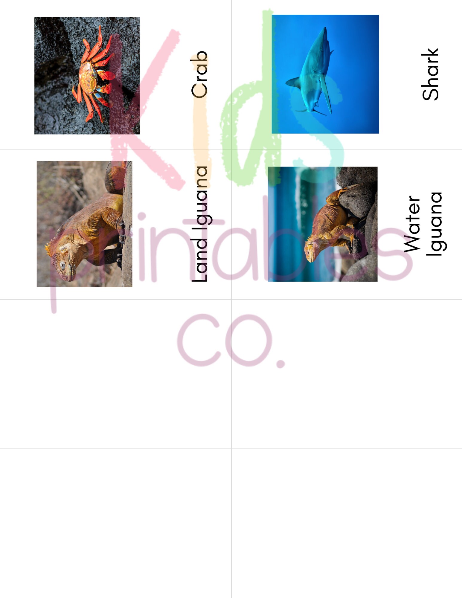 Galapagos Toob Safari LTD Identification Cards - Etsy