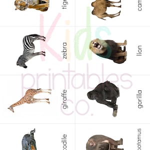 Wild Toob - Safari LTD Identification Cards - Etsy