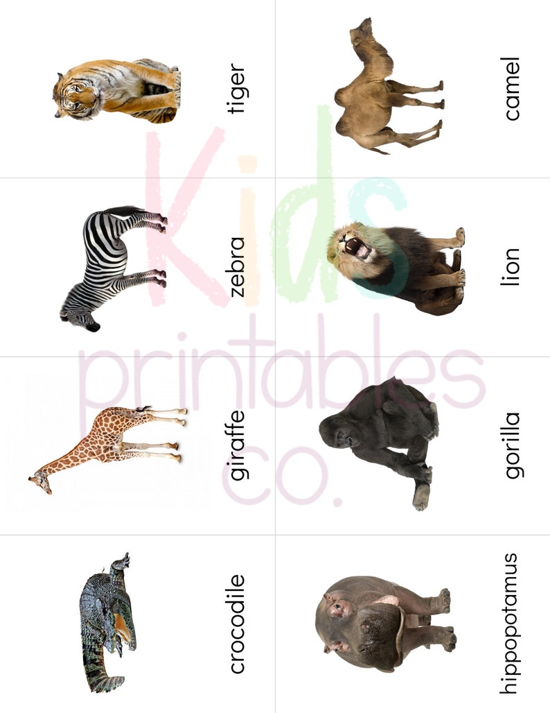 Wild Toob - Safari LTD Identification Cards - Etsy