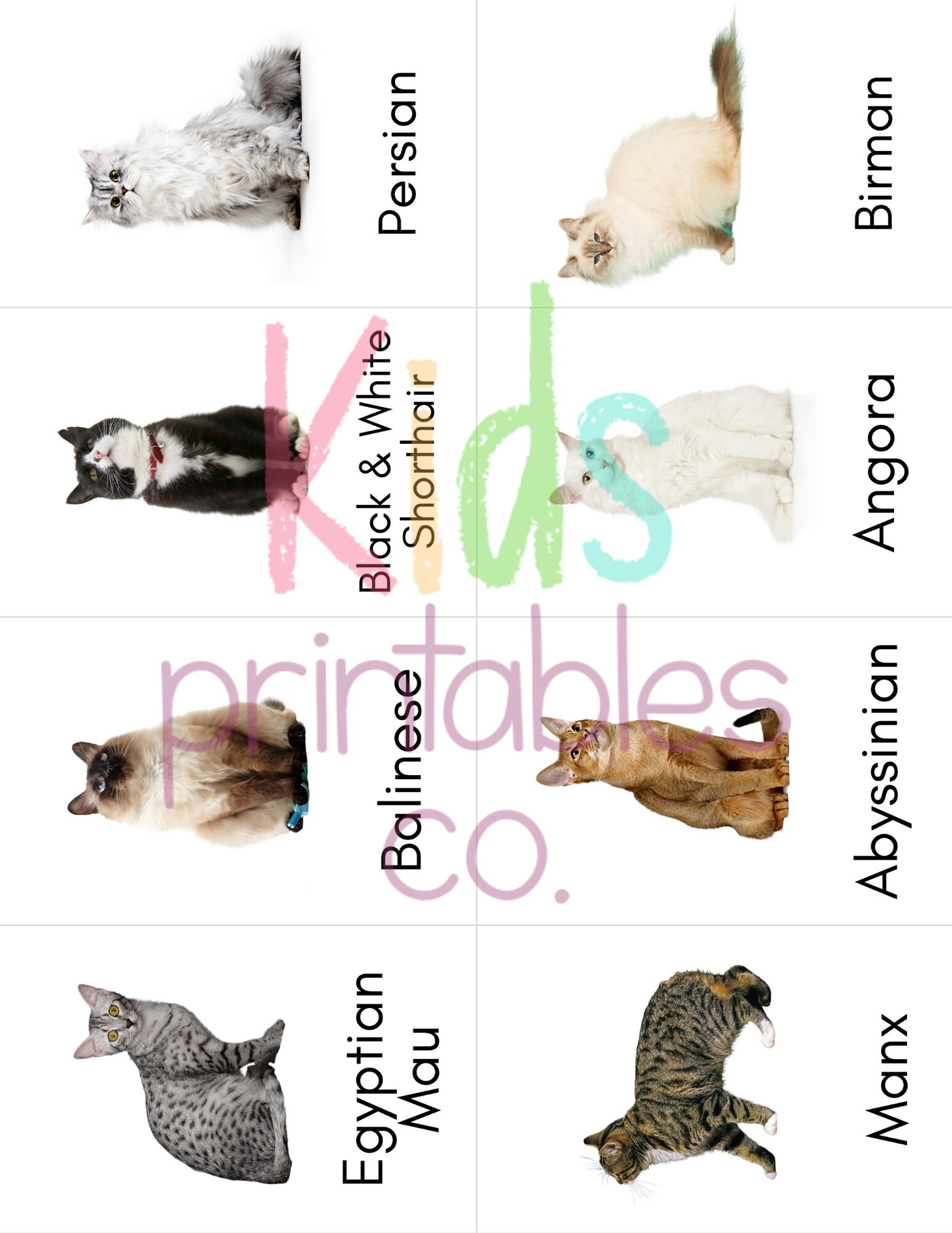 Domestic Cats Toob - Safari LTD Identification Cards - Etsy