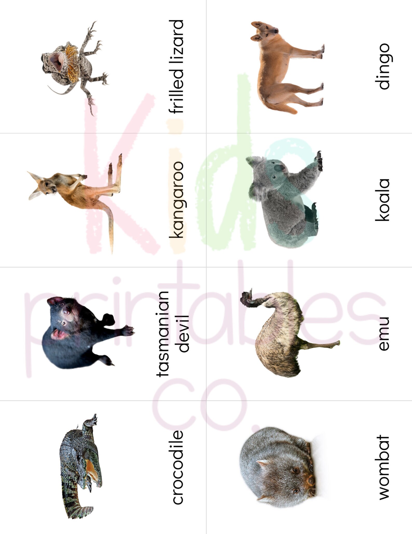 The Land Down Under Safari LTD Identification Cards - Etsy