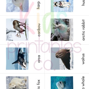 Arctic Toob - Safari LTD Identification Cards - Etsy