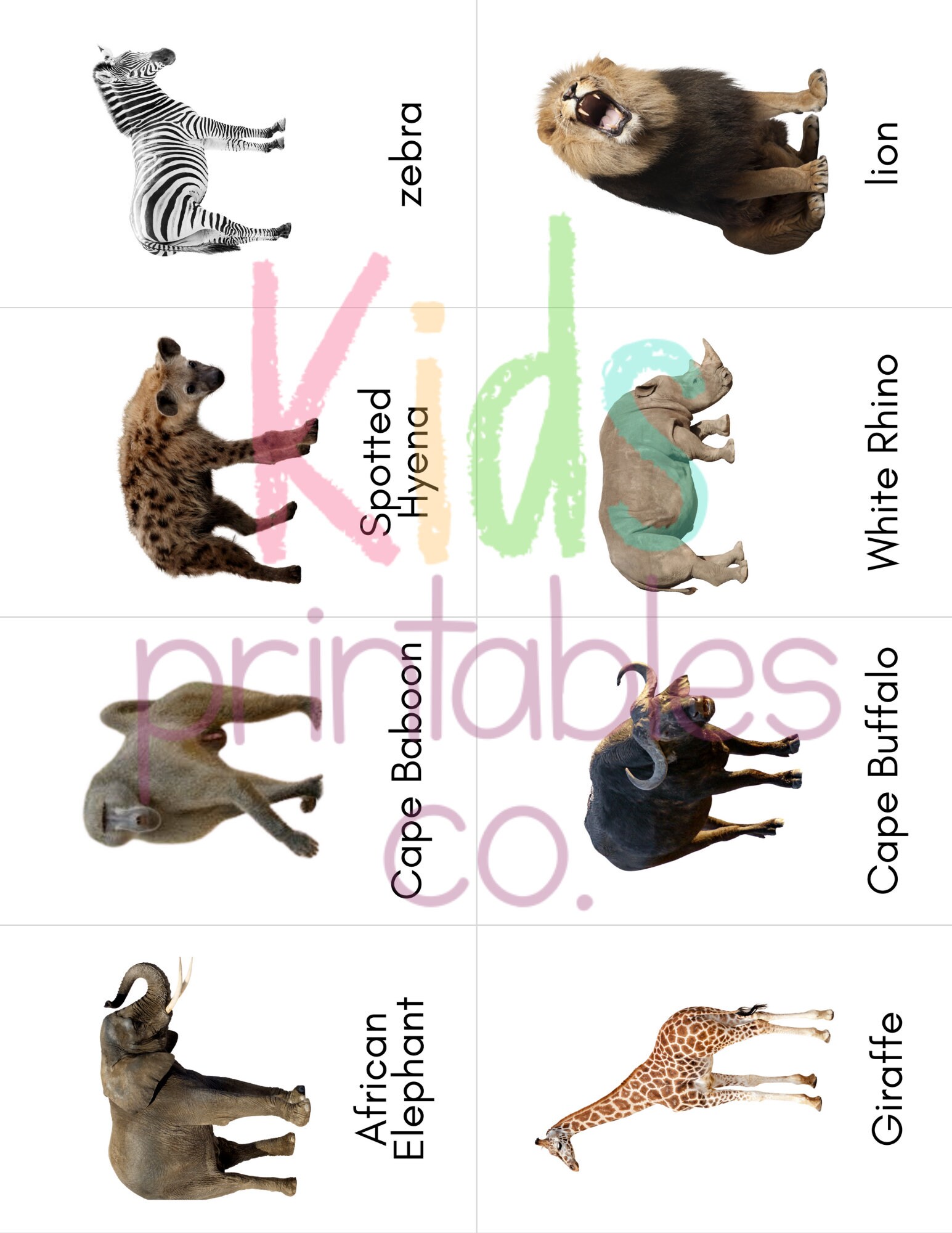 South African Animals Toob - Safari LTD Identification Cards - Etsy Canada