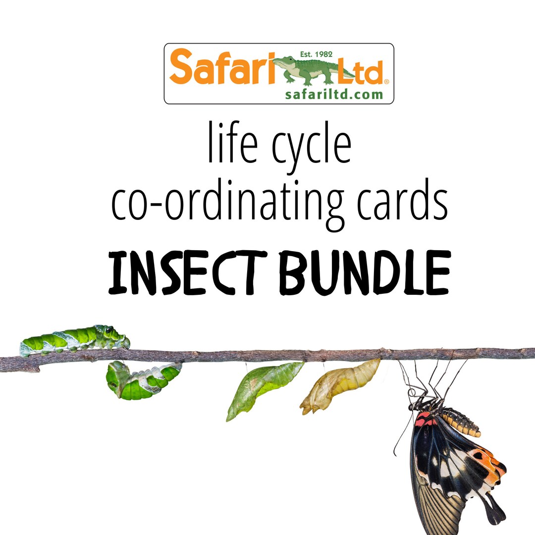 Insects Life Cycle Bundle! - Safari LTD Identification Cards - Etsy