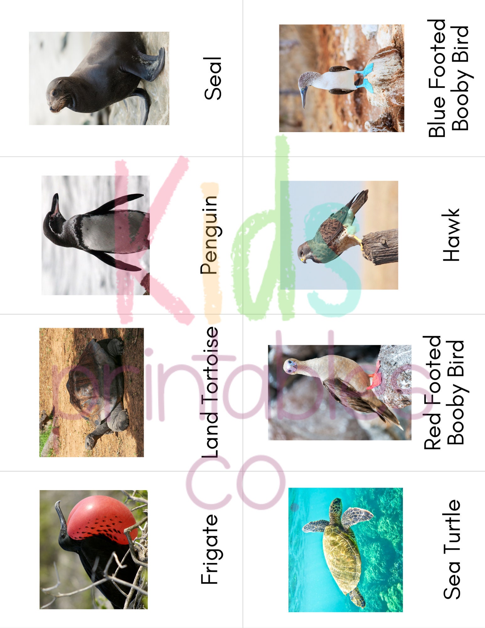 Galapagos Toob Safari LTD Identification Cards - Etsy