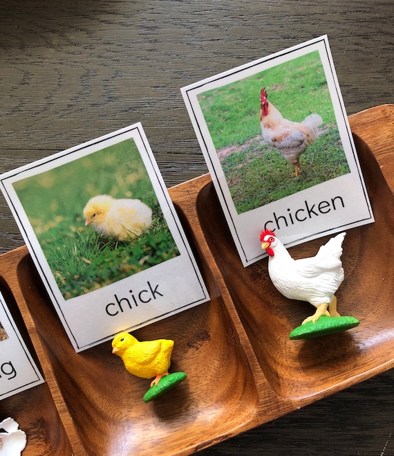 Chicken Life Cycle Safari LTD Identification Cards - Etsy UK