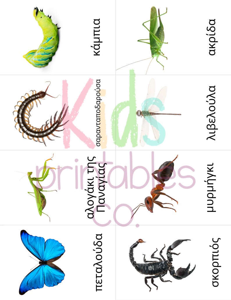 GREEK Insects Toob Safari LTD Identification Cards - Etsy