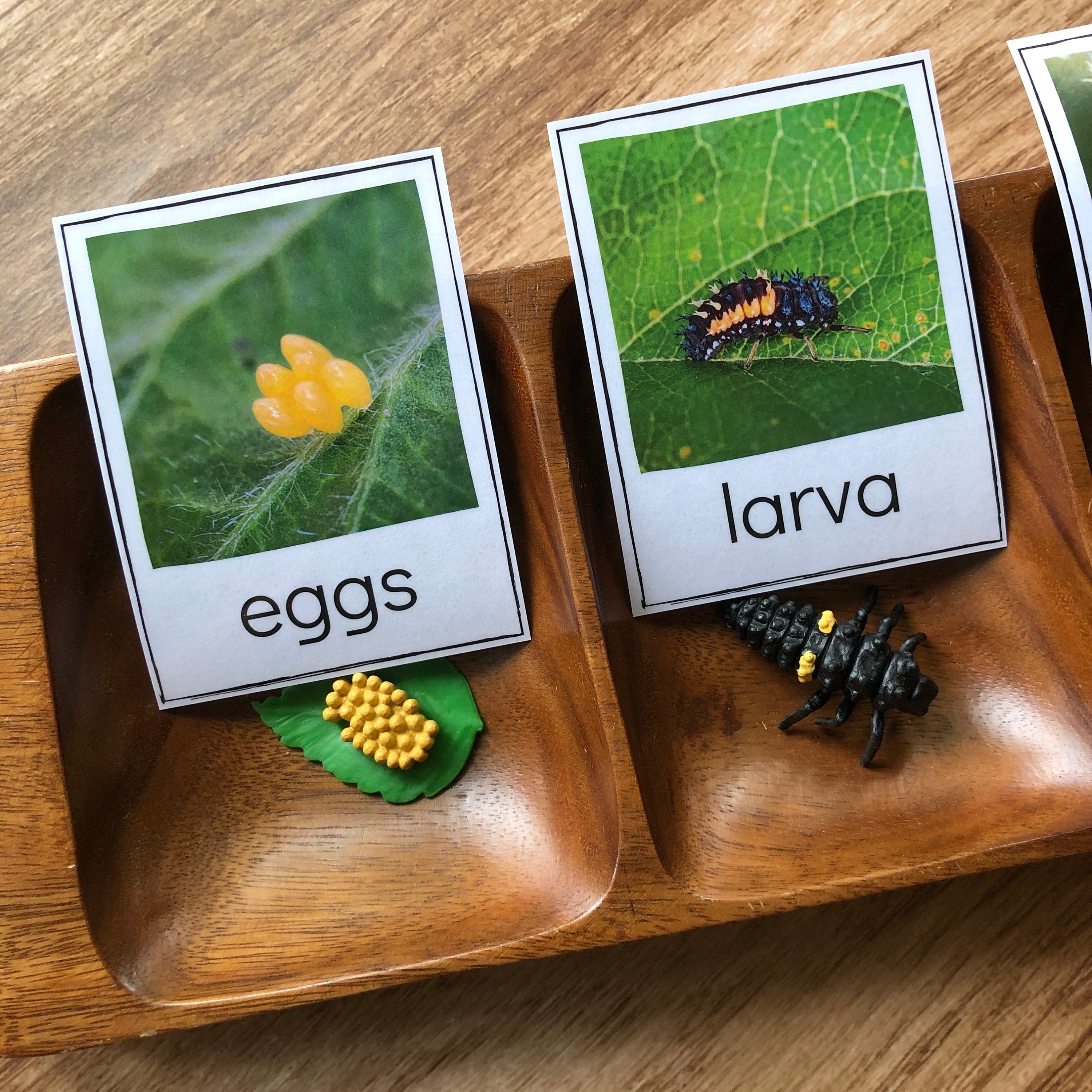 Ladybug Life Cycle Safari LTD Identification Cards | Etsy