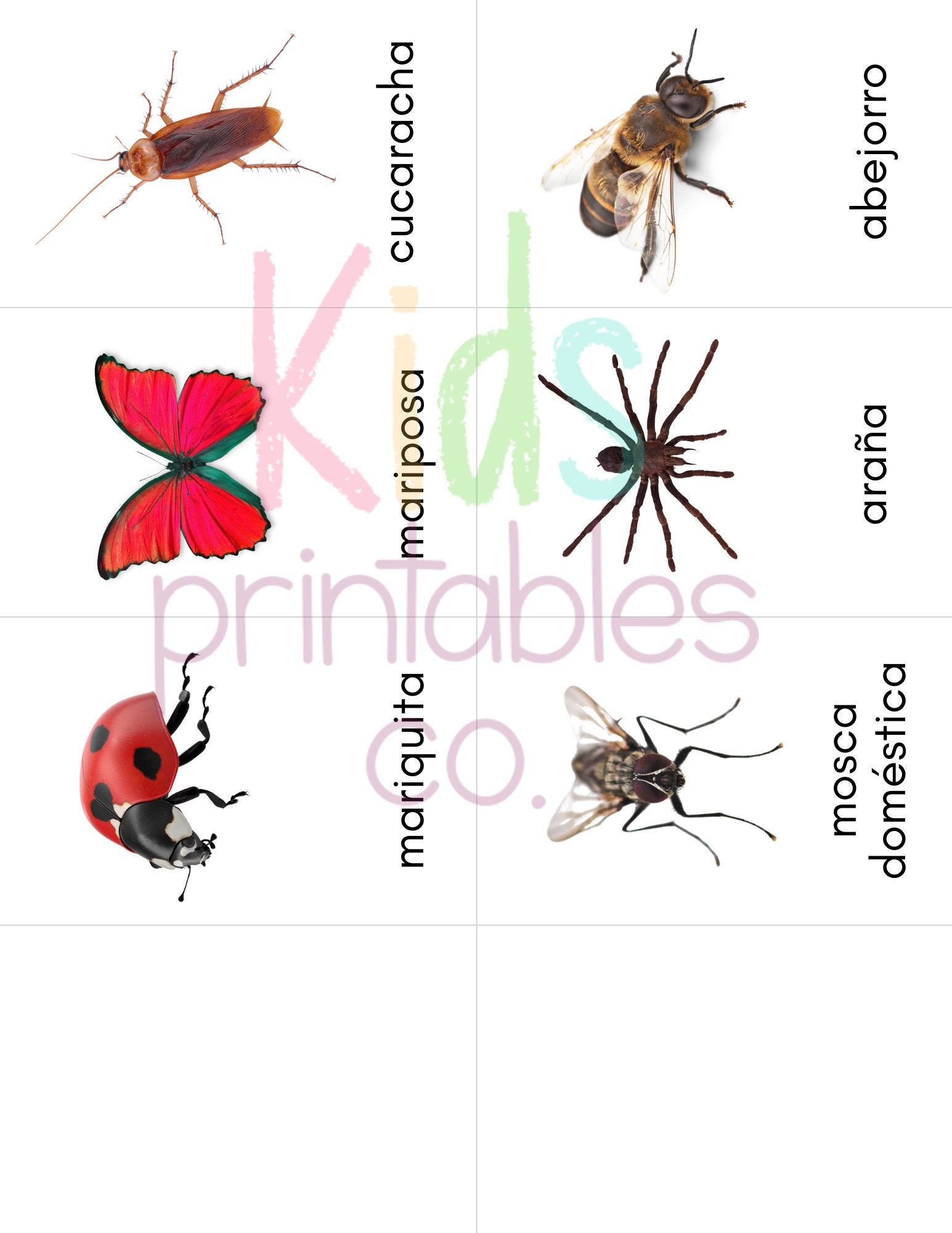 SPANISH Insects Toob Safari LTD Identification Cards | Etsy