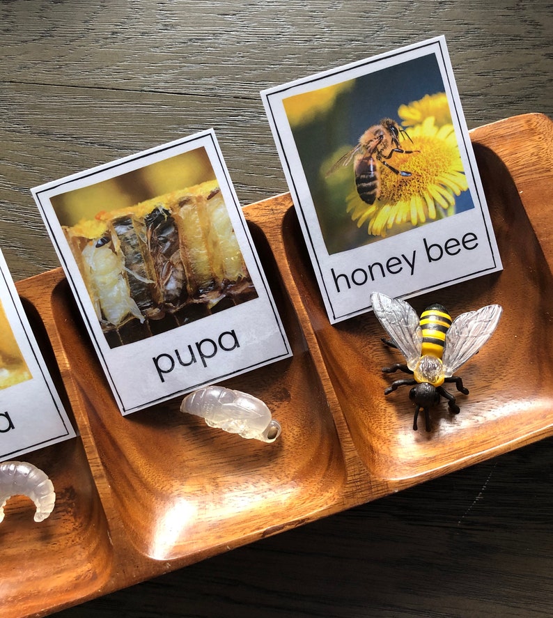 Honey Bee Life Cycle - Safari LTD Identification Cards - Etsy Canada