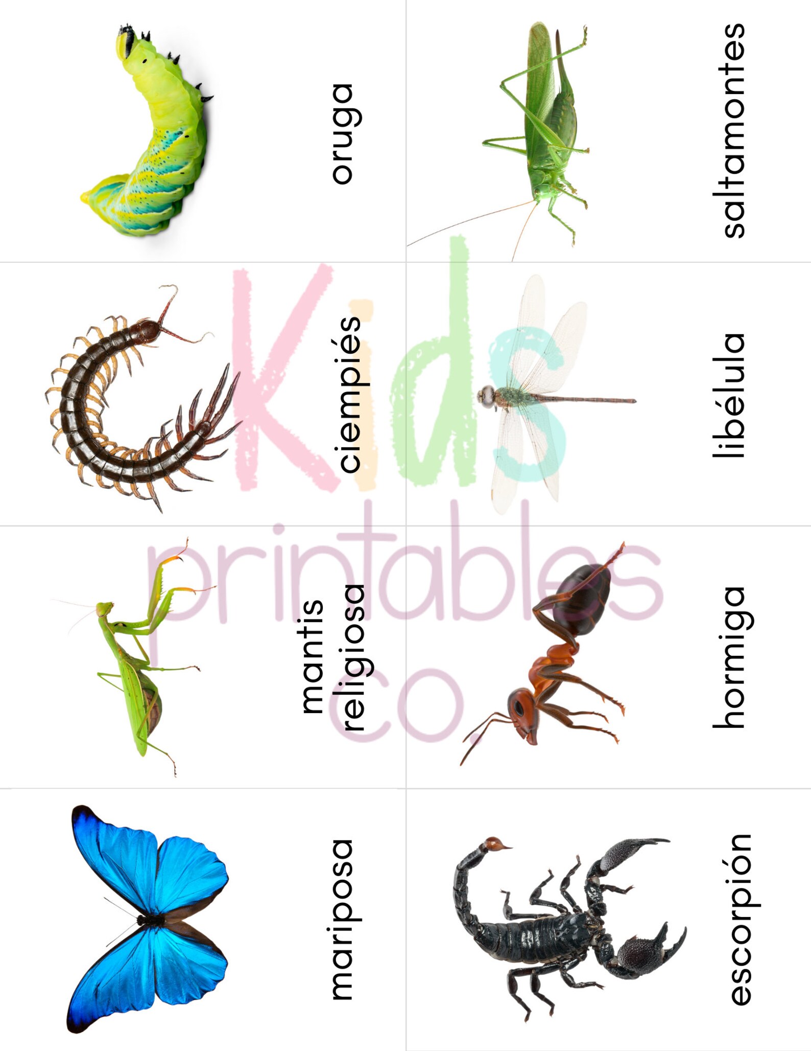 SPANISH Insects Toob Safari LTD Identification Cards - Etsy