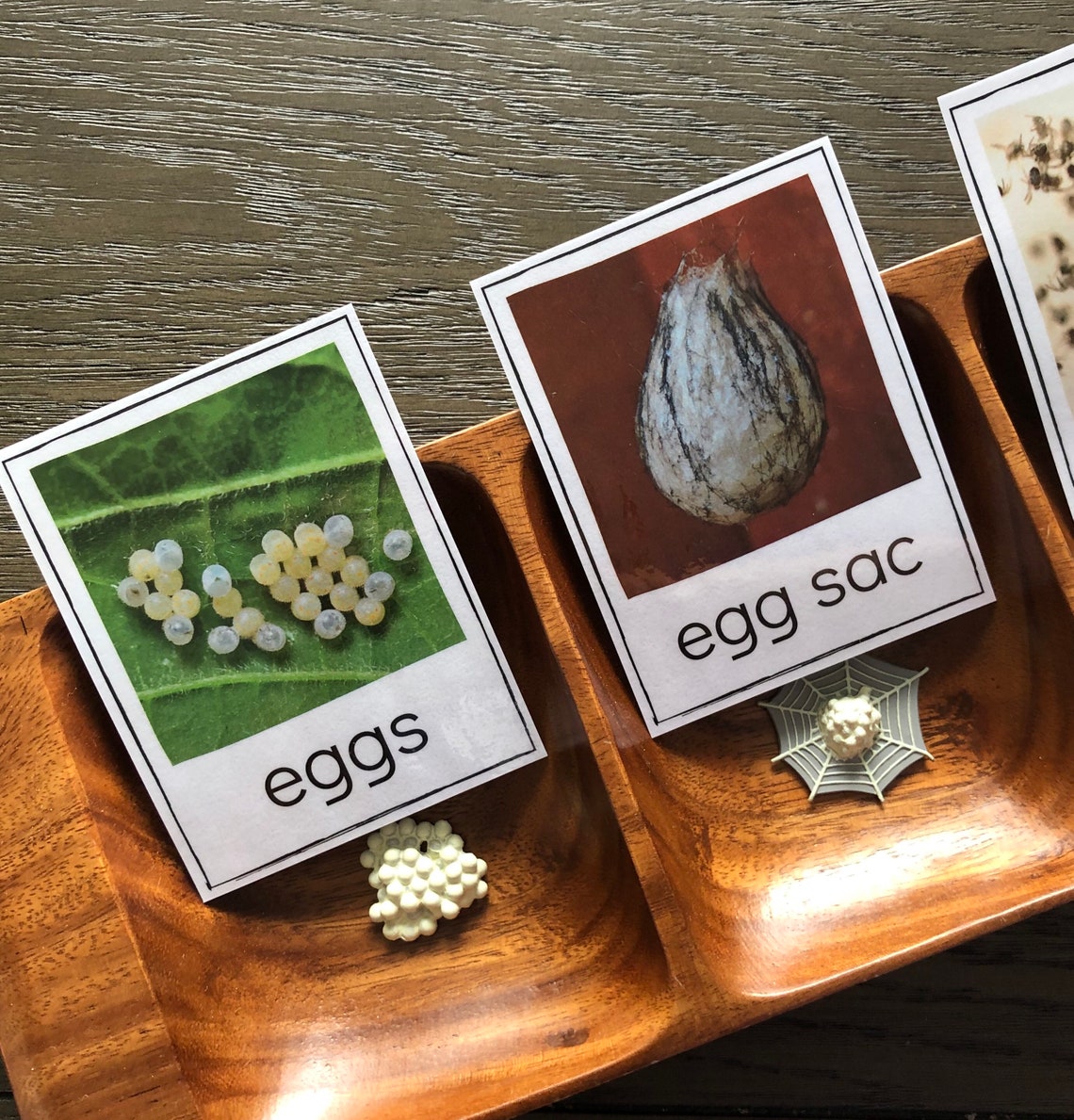 Spider Life Cycle - Safari LTD Identification Cards - Etsy