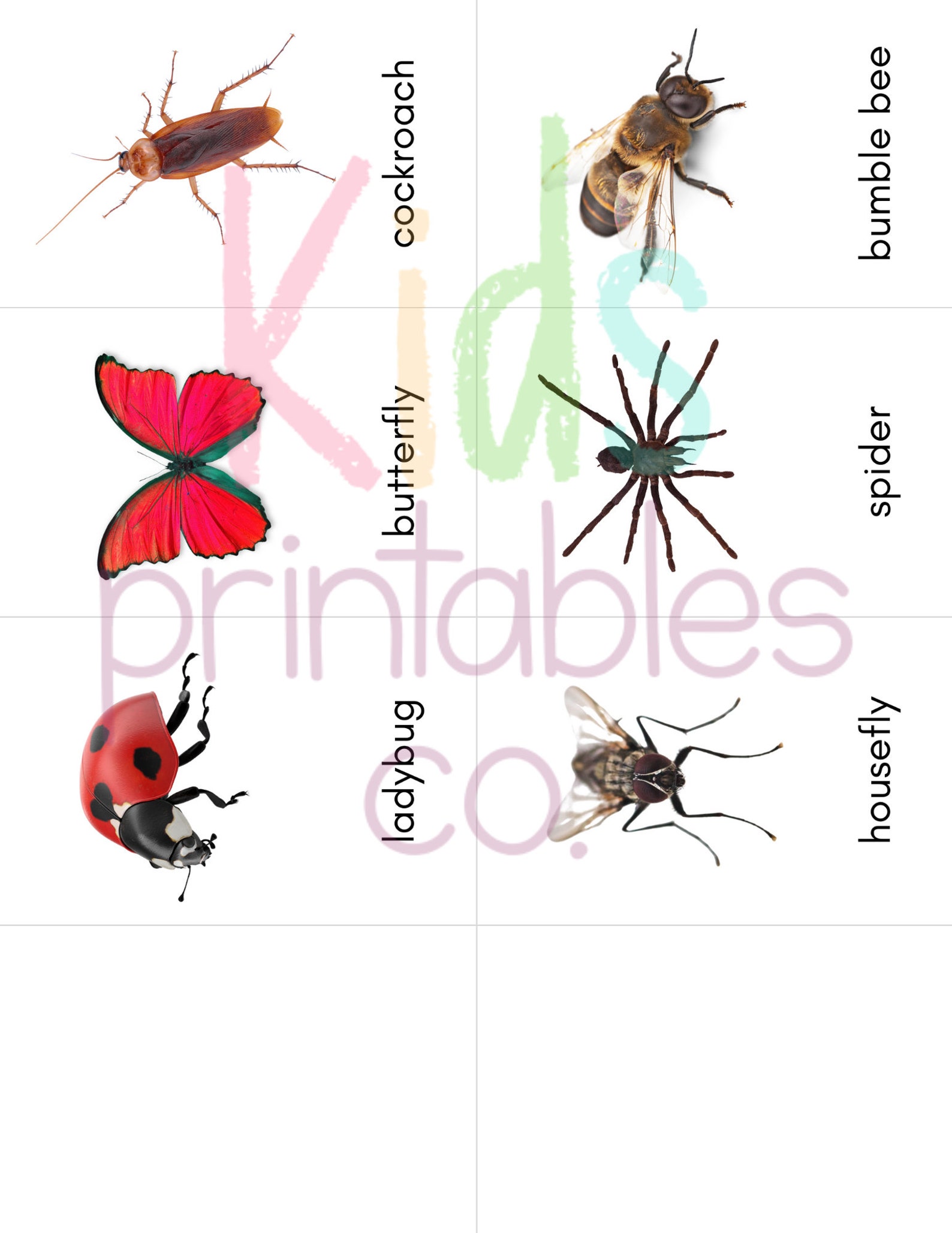 Insects Toob - Safari LTD Identification Cards - Etsy