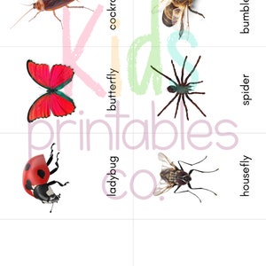 Insects Toob - Safari LTD Identification Cards - Etsy