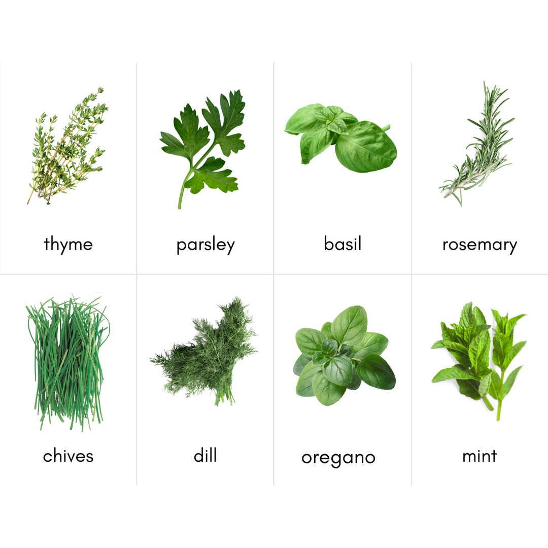 Fresh Herb Identification Photograph Cards - Etsy