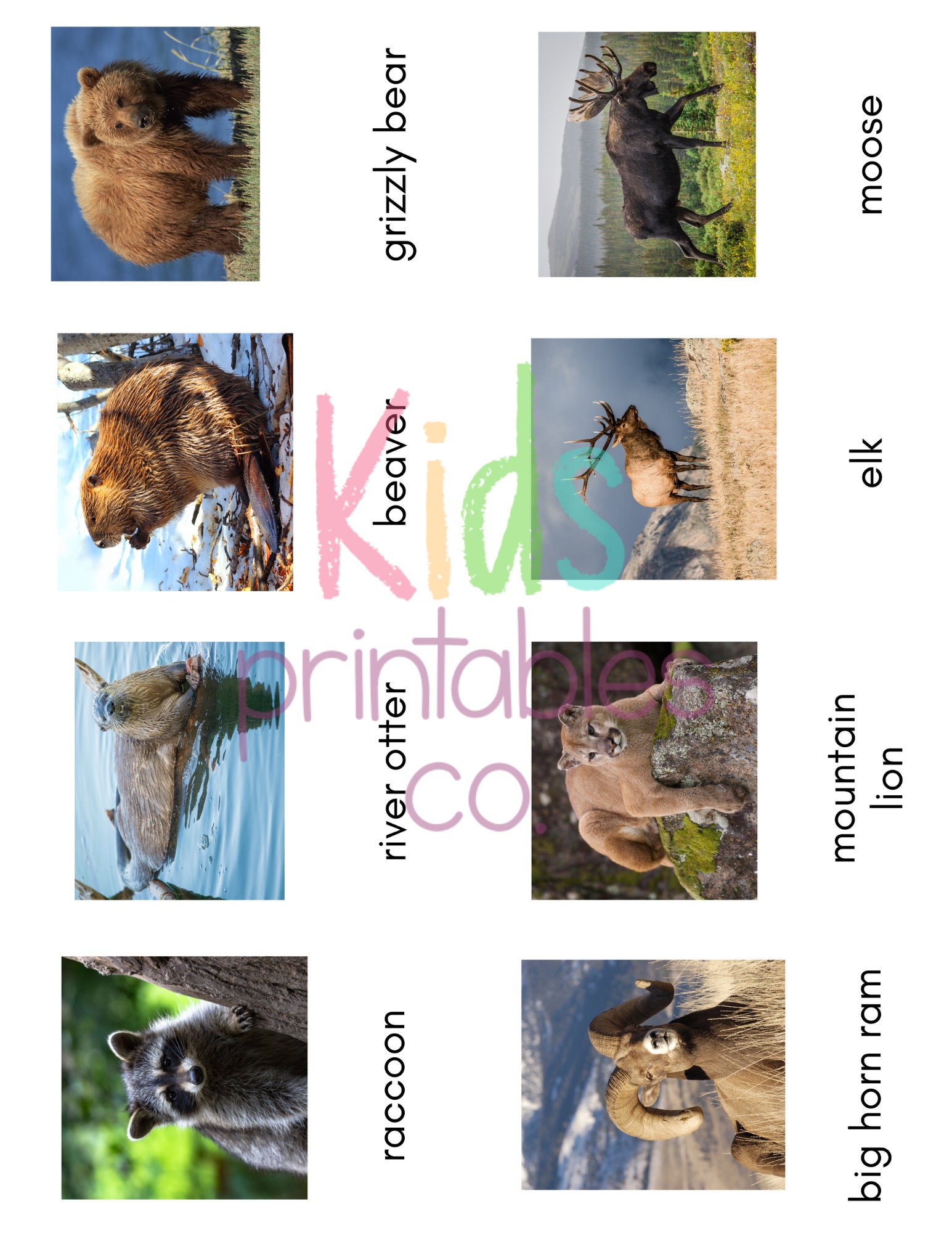 North American Wildlife Toob - Safari LTD Identification Cards - Etsy
