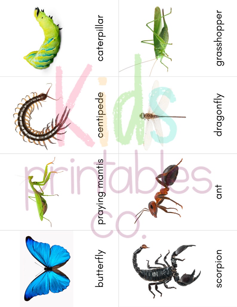 Insects Toob Safari LTD Identification Cards - Etsy