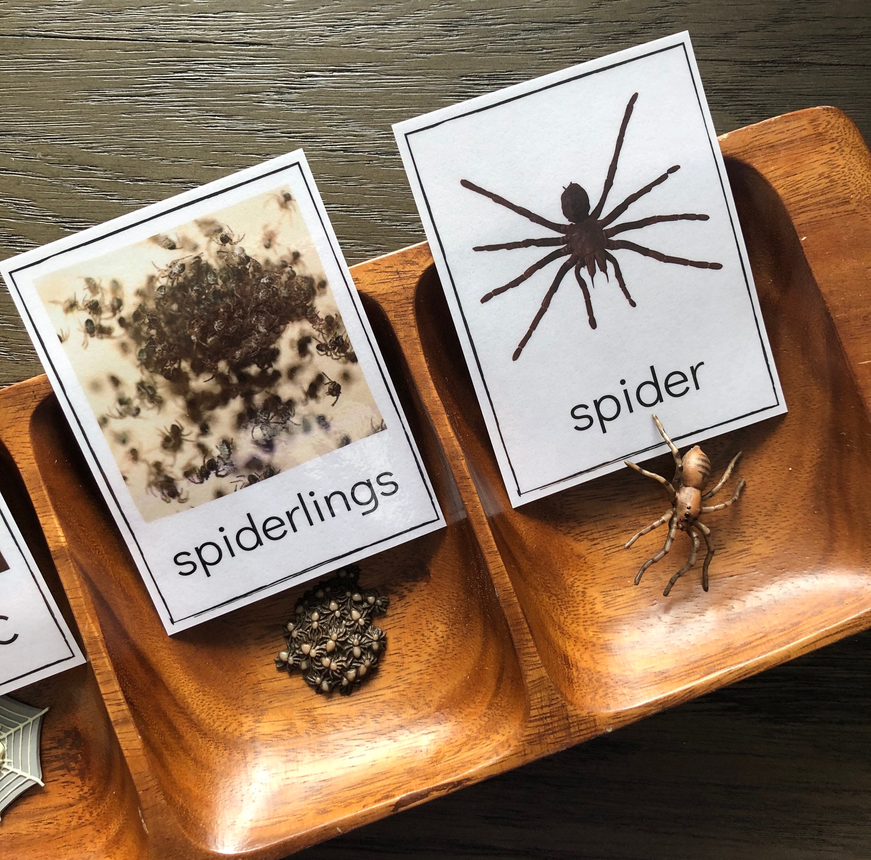 Spider Life Cycle - Safari LTD Identification Cards - Etsy