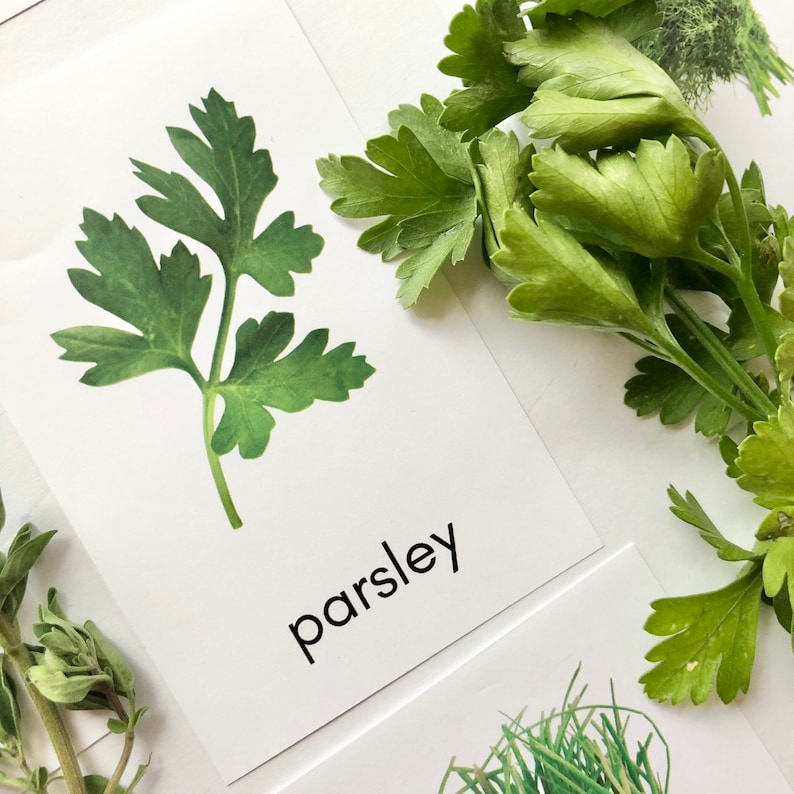 Fresh Herb Identification Photograph Cards - Etsy