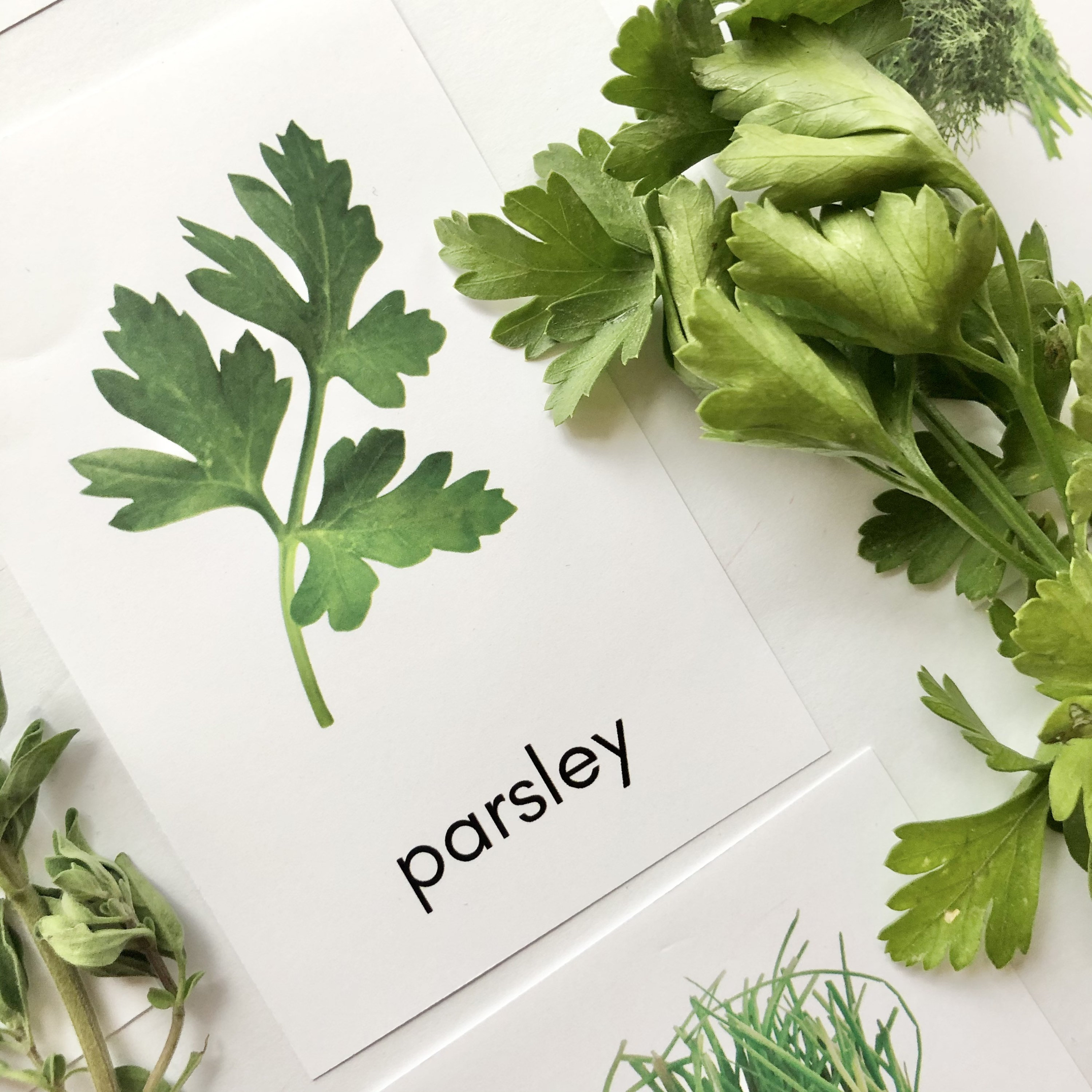 Fresh Herb Identification Photograph Cards - Etsy