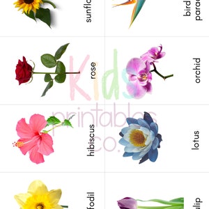 Flowers Toob Safari LTD Identification Cards - Etsy