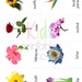 Flowers Toob - Safari LTD Identification Cards - Etsy Canada