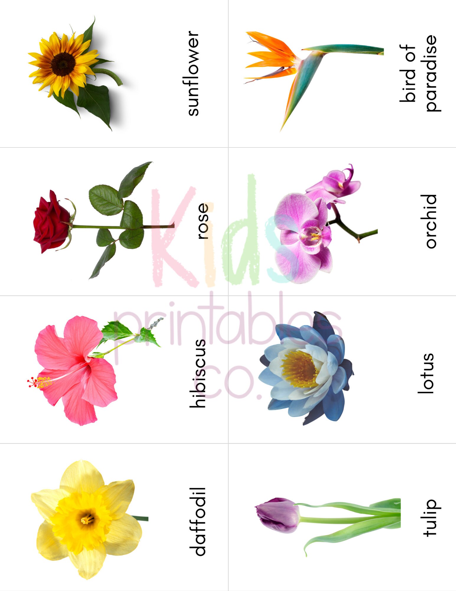 Flowers Toob Safari LTD Identification Cards - Etsy Canada