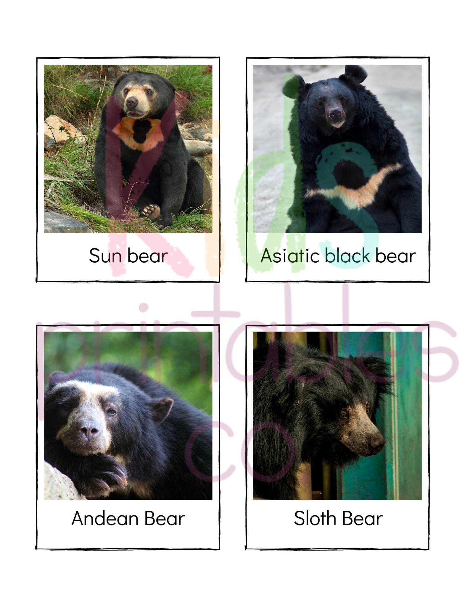 Bear Species Identification Photograph Cards | Etsy